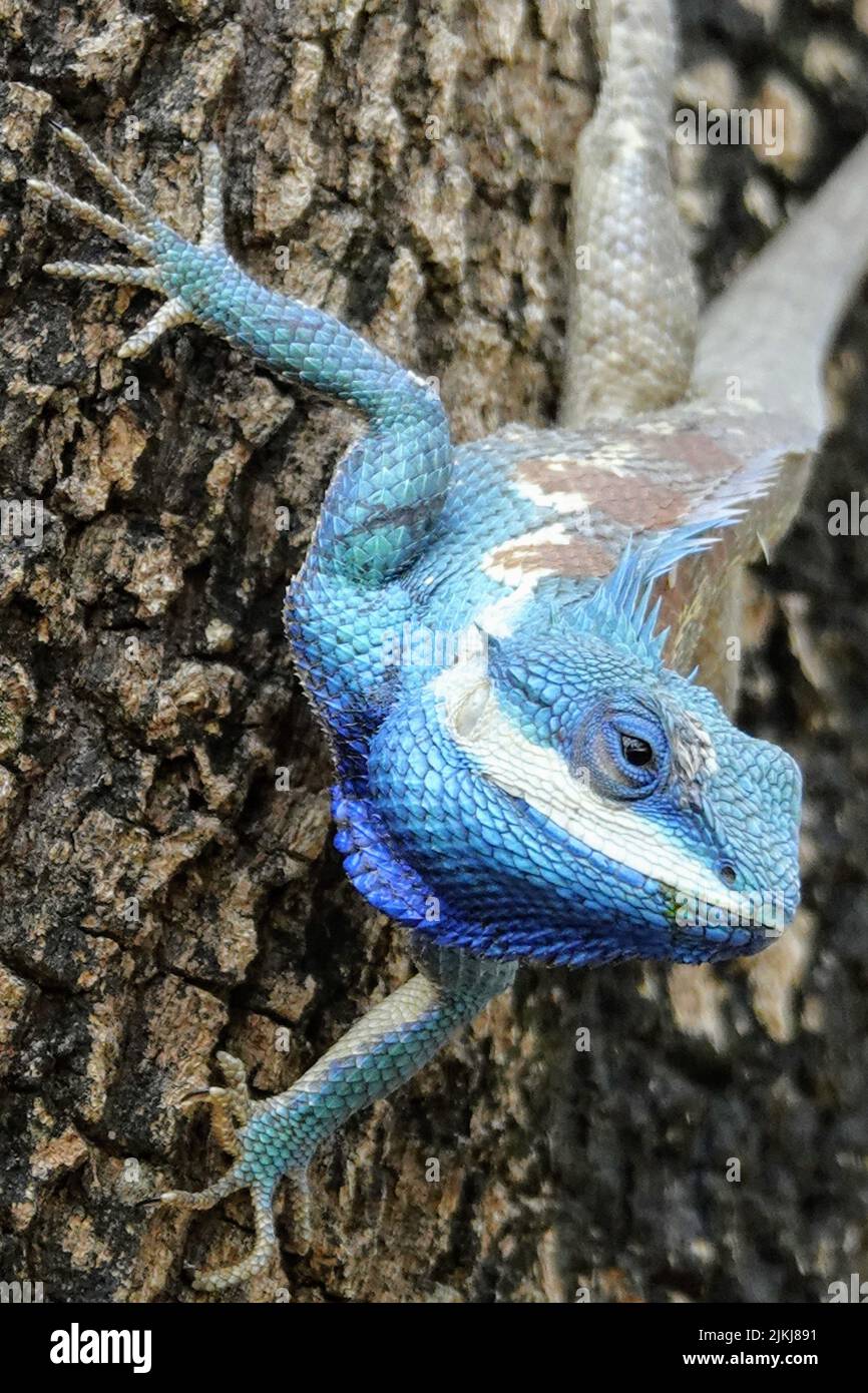 A vertical shot of the Calotes mystaceus, the Indo-Chinese forest ...