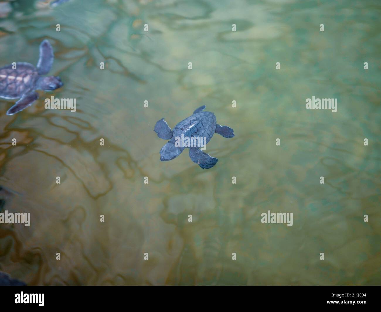 The sea turtles swimming in the water. The Sea Turtle Preservation ...