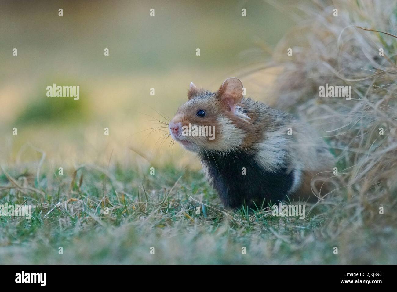 European field hamster hi-res stock photography and images - Alamy