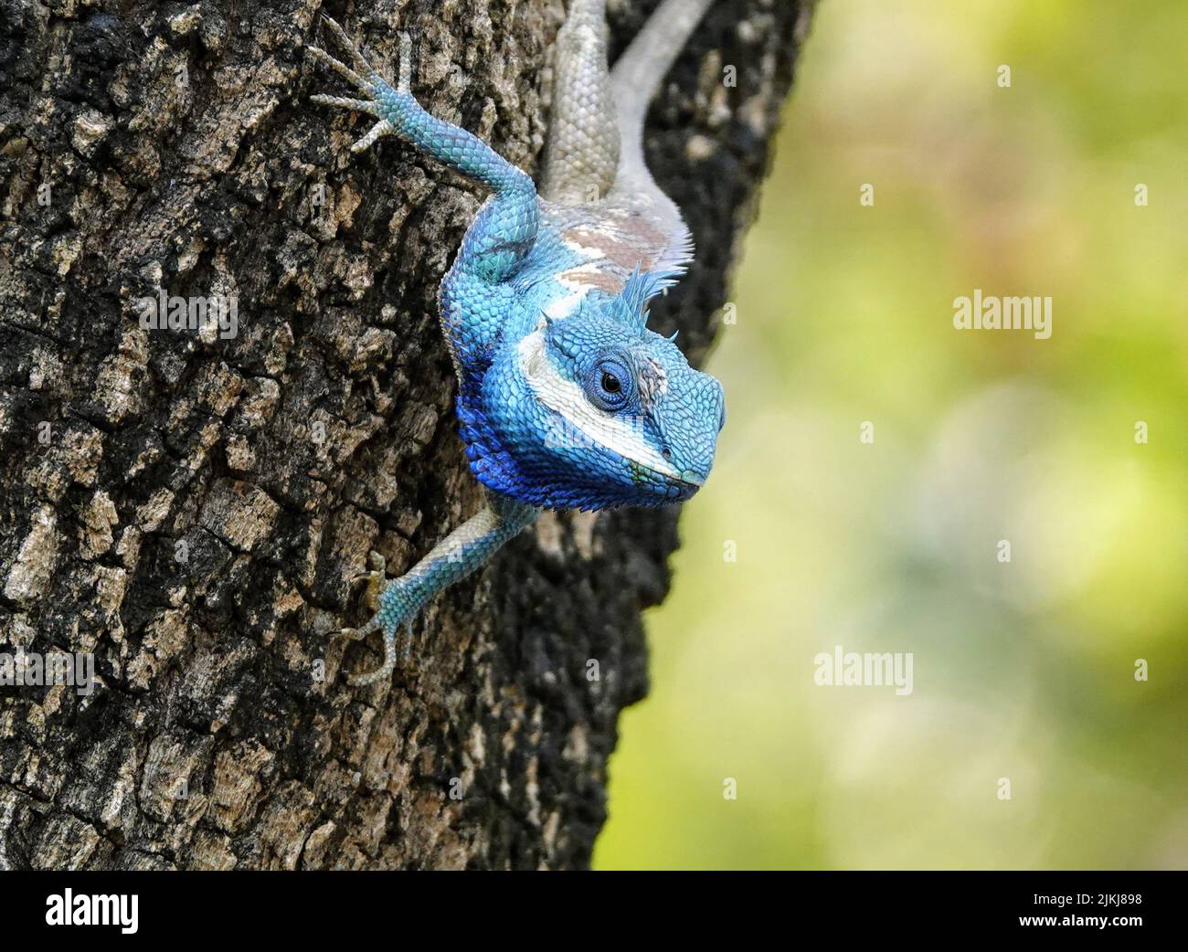 Blue crested lizard hi-res stock photography and images - Alamy