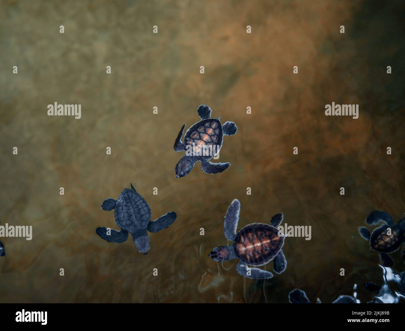 Baby green sea turtle swimming hi-res stock photography and images - Alamy