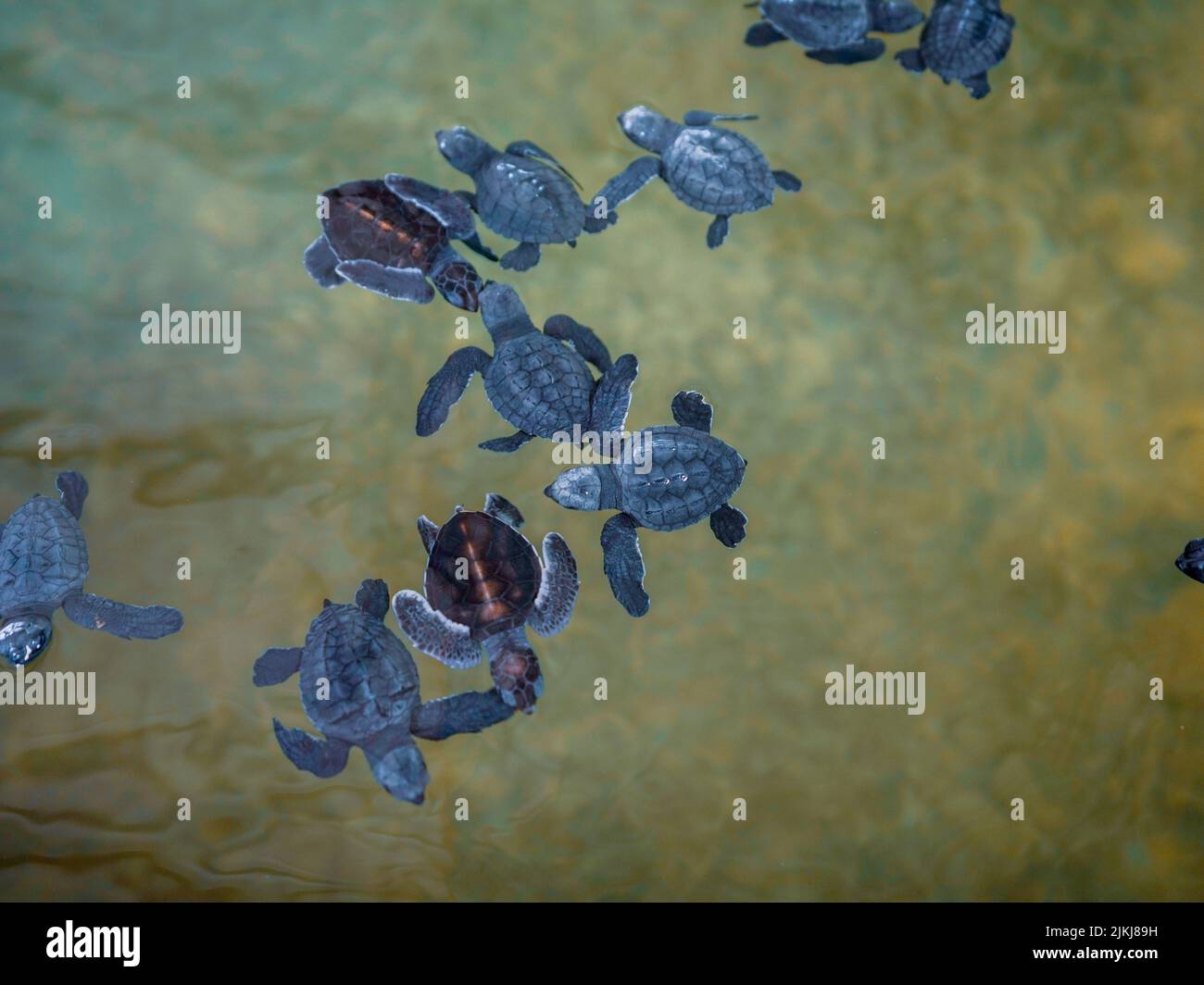 Baby sea turtles hi-res stock photography and images - Alamy