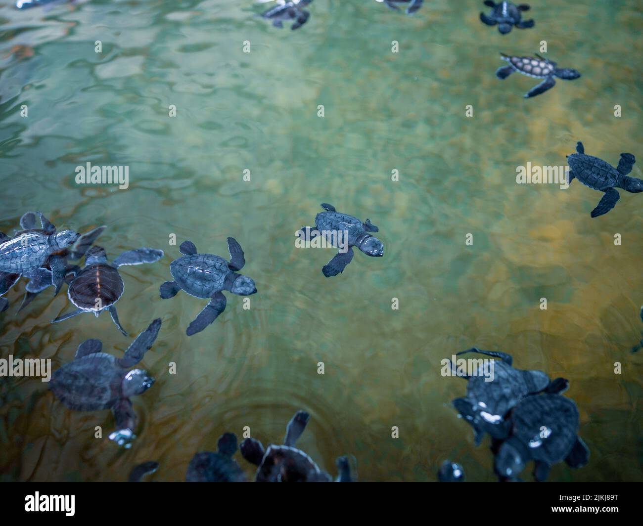 A group of baby turtles. The Sea Turtle Preservation Society Stock ...