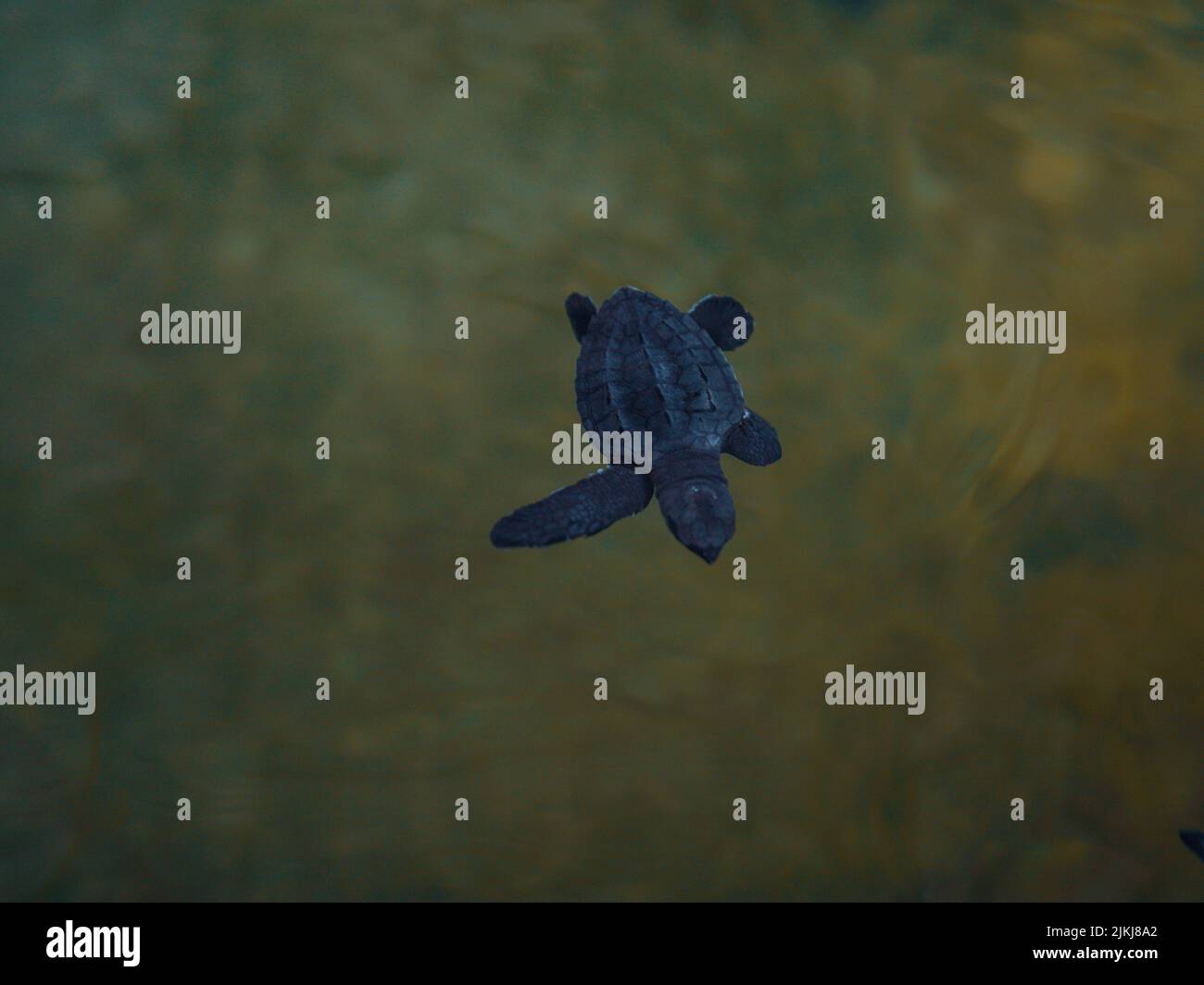 Turtle shell top view hi-res stock photography and images - Alamy