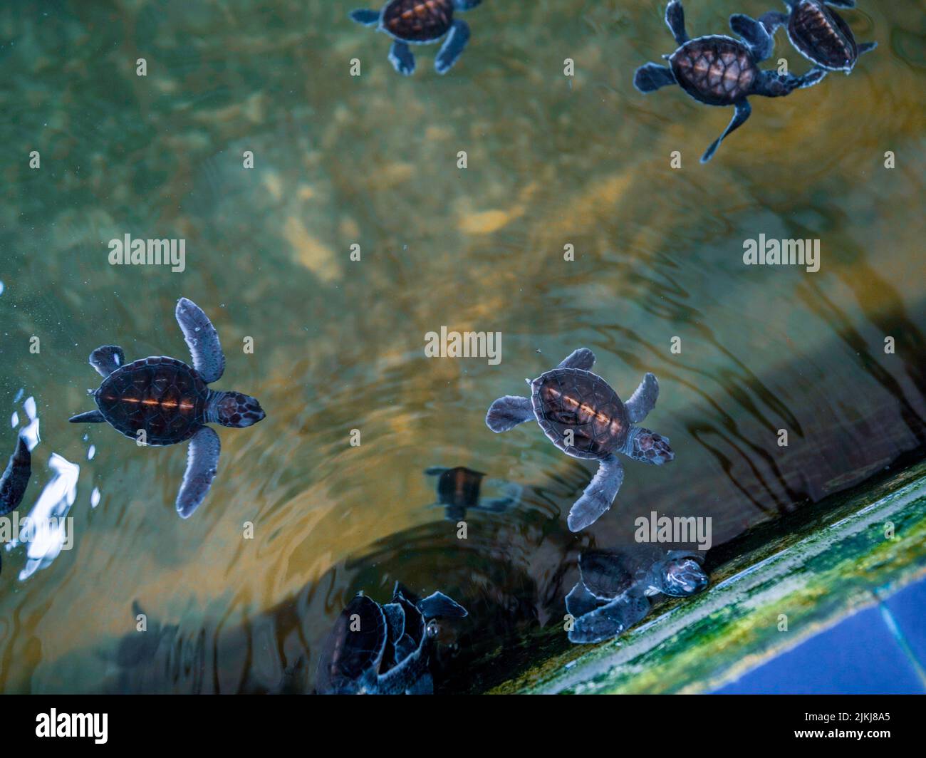 Group turtles hi-res stock photography and images - Alamy