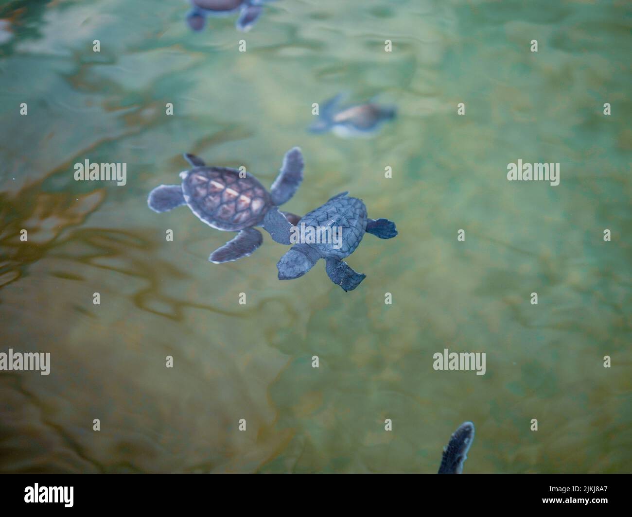 The Sea Turtle Preservation Society Stock Photo - Alamy
