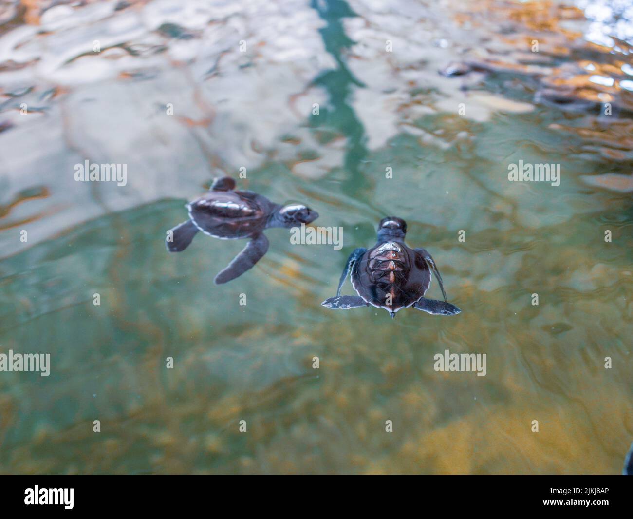 The sea turtles swimming in the water. The Sea Turtle Preservation ...