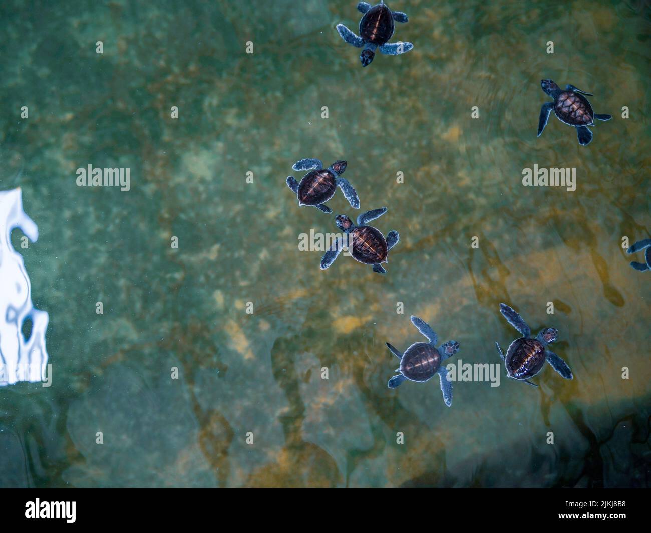 Sea turtle top view hi-res stock photography and images - Alamy