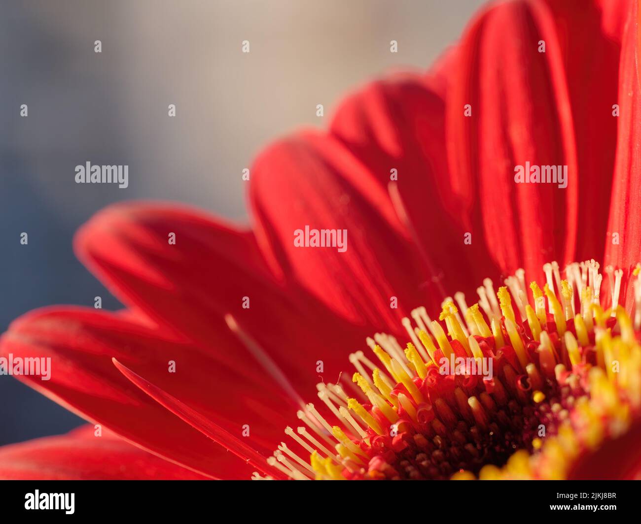Gerbera nature hi-res stock photography and images - Alamy
