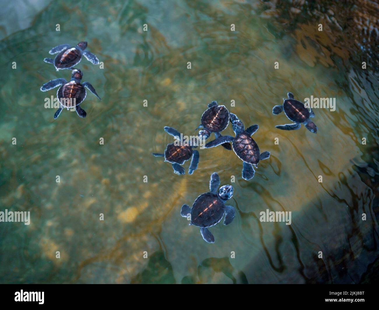 A group of baby turtles. The Sea Turtle Preservation Society Stock ...