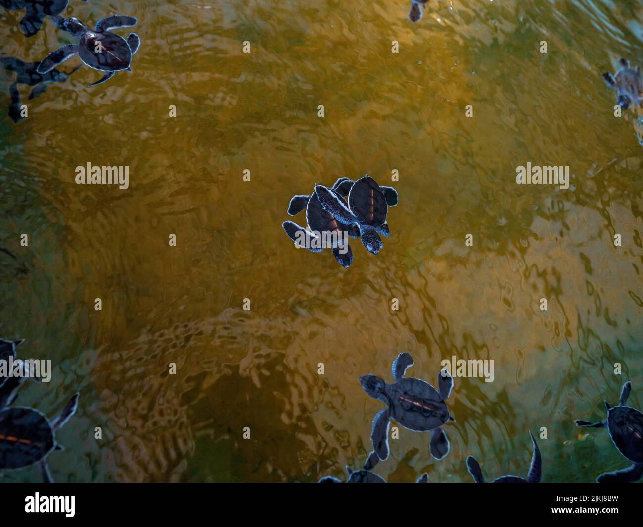 A group of baby turtles. The Sea Turtle Preservation Society Stock ...