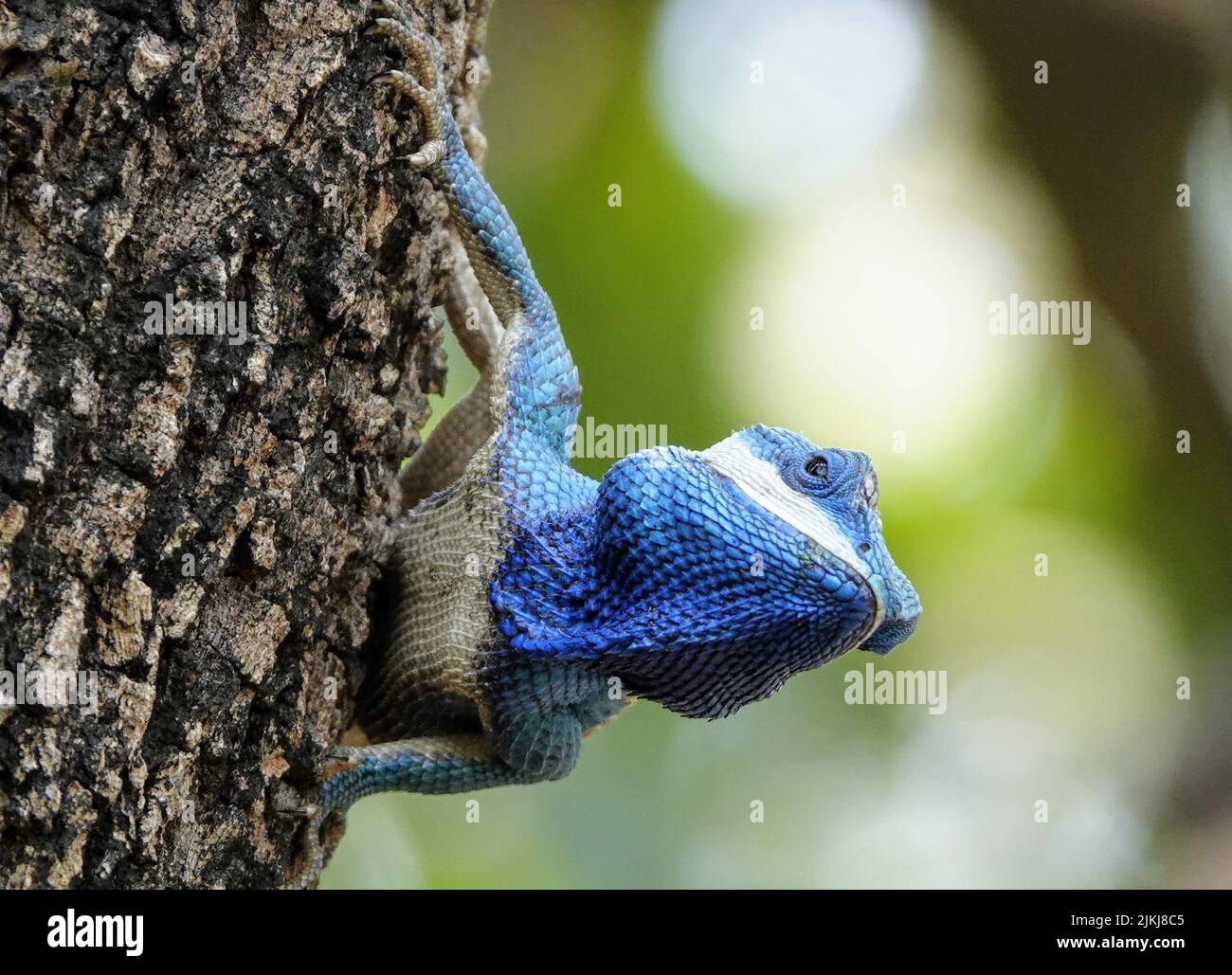 A Calotes mystaceus, the Indo-Chinese forest lizard or blue crested ...