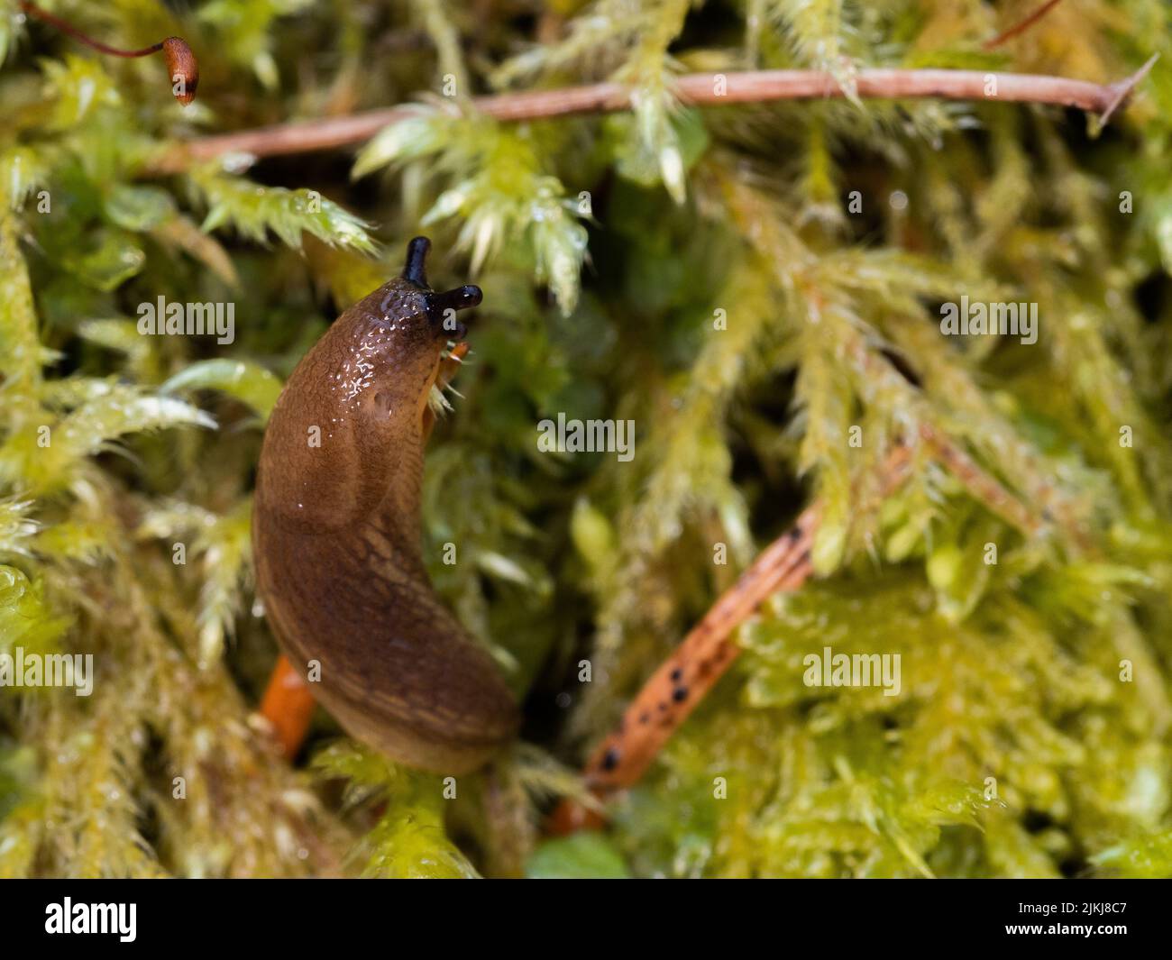 Slug detail hi-res stock photography and images - Alamy