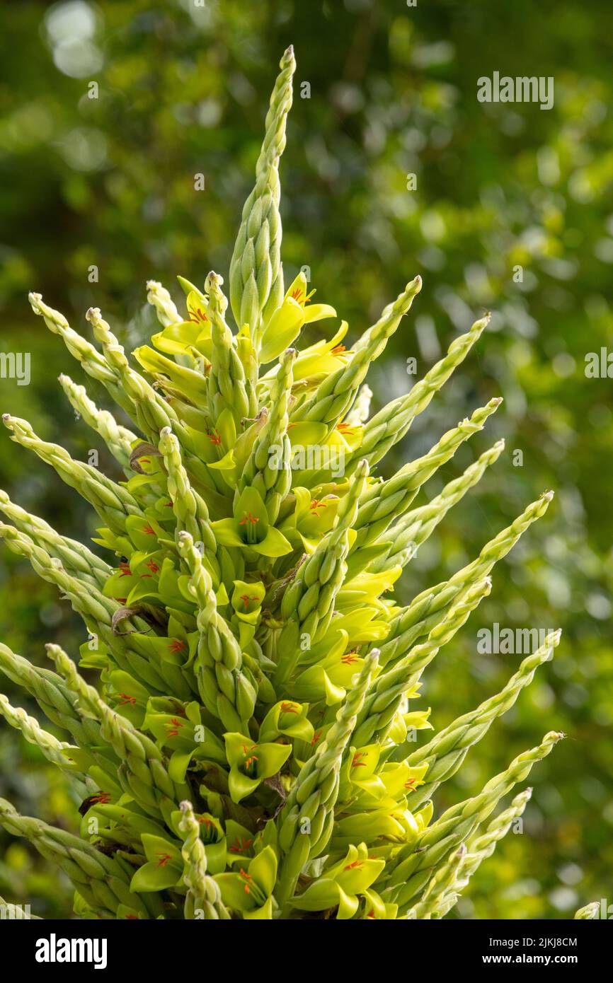 Striking Yucca schottii, Schott's yucca, hoary yucca, mountain yucca ...