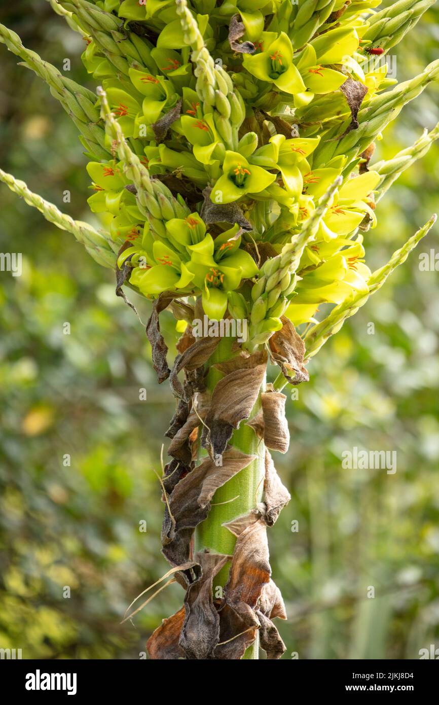 Striking Yucca schottii, Schott's yucca, hoary yucca, mountain yucca ...
