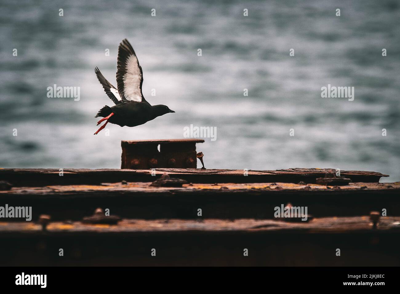 A shallow focus shot of a Pigeon guillemot bird flying over a rusty ...