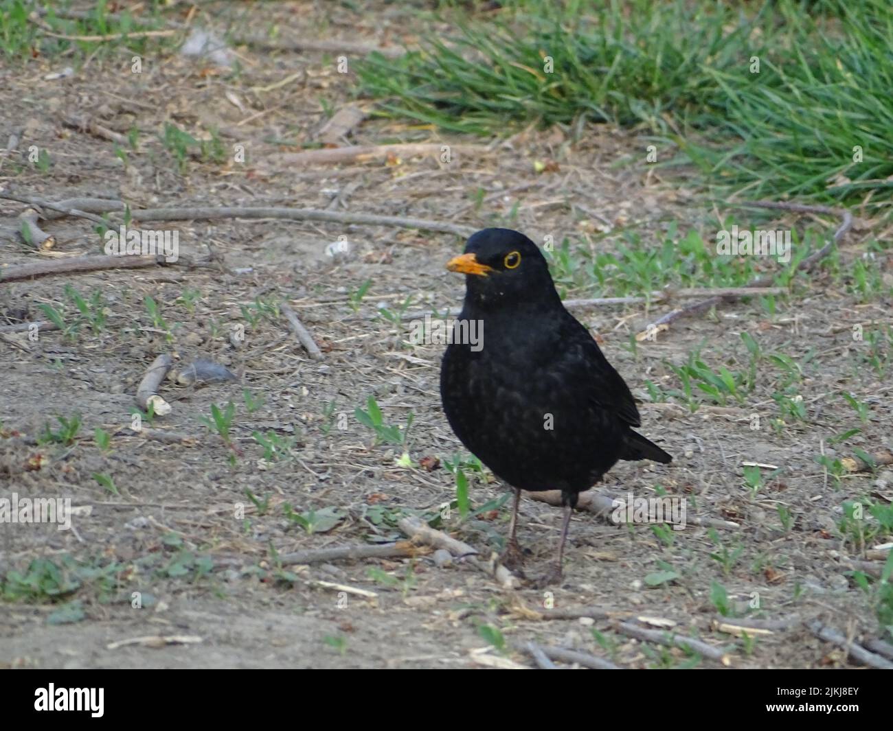 A beautiful shot of a common blackbird standing on the garden ground ...