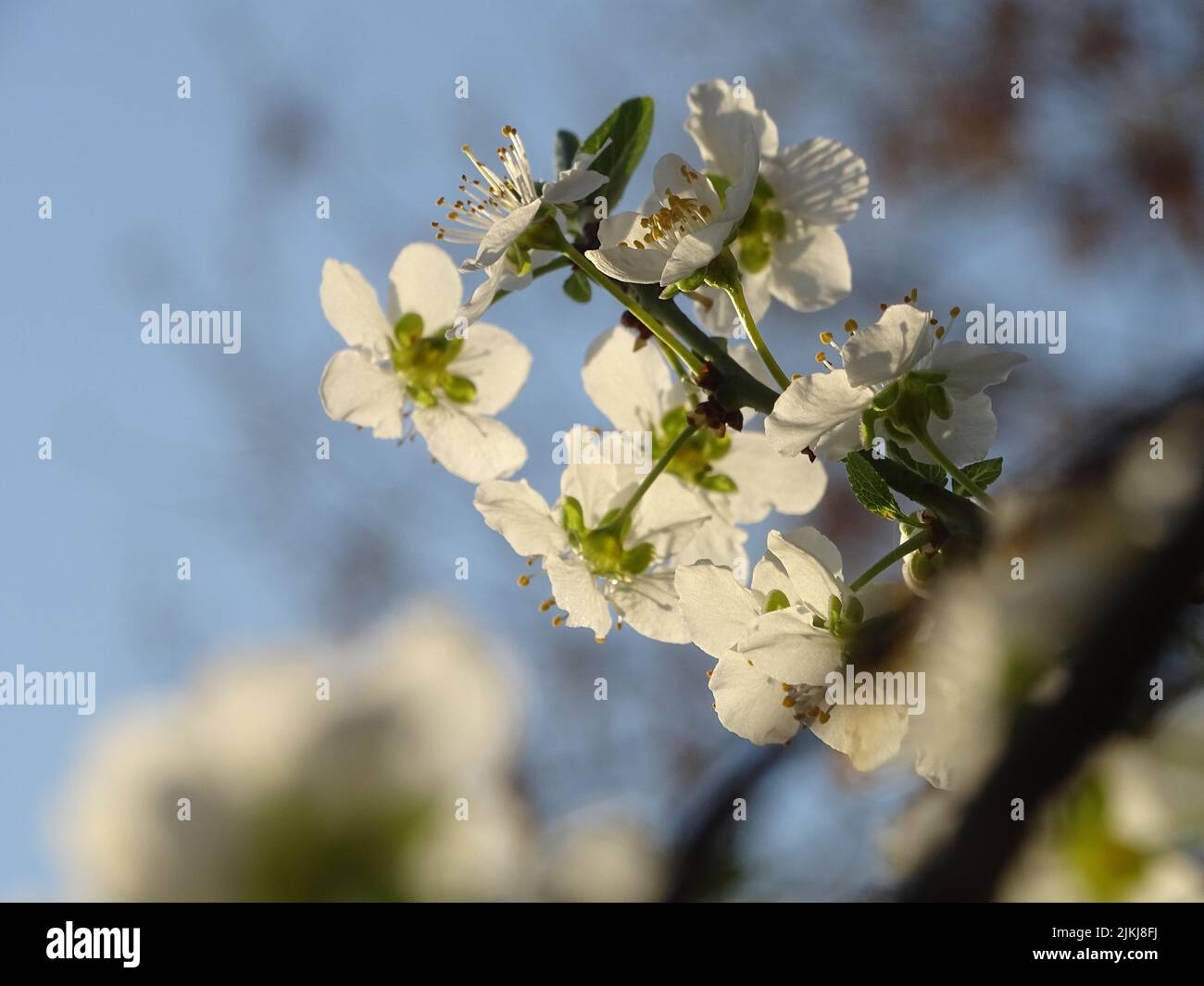 A Shallow focus of a blooming tree branch with a small white flowers Stock Photo - Alamy