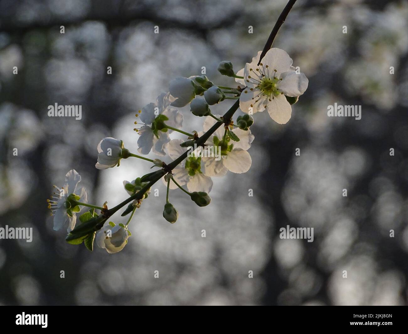 A Shallow focus of a blooming tree branch with a small white flowers ...