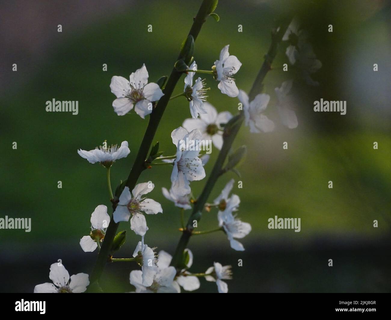 A Shallow focus of a blooming tree branch with a small white flowers ...