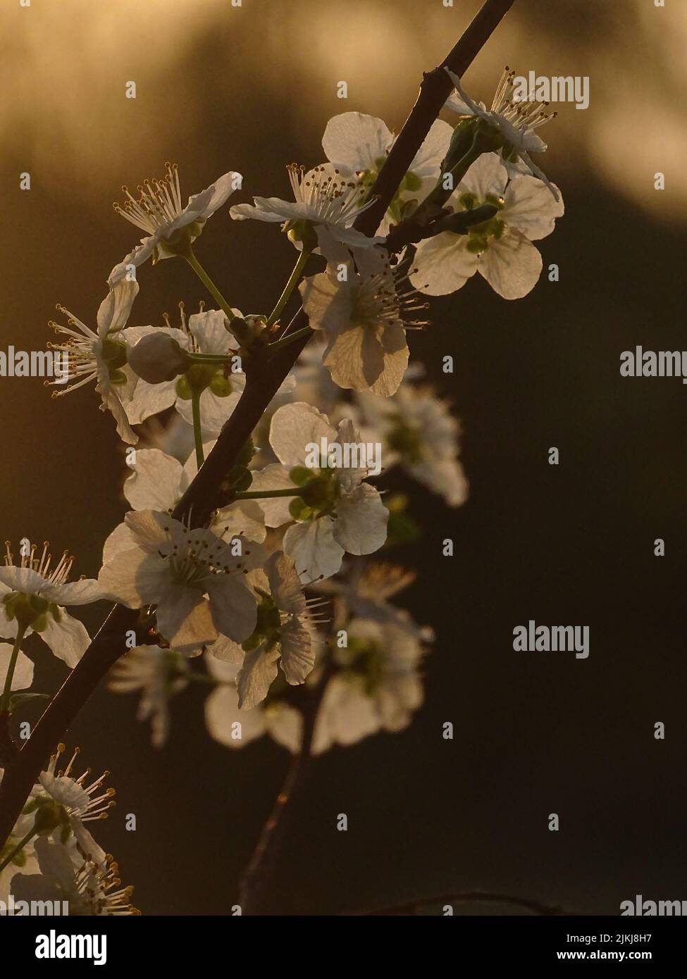 A Shallow focus of a blooming tree branch with a small white flowers Stock Photo - Alamy