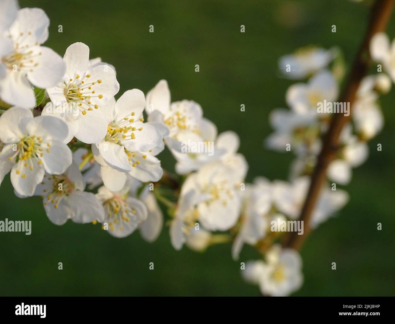A Shallow focus of a blooming tree branch with a small white flowers ...