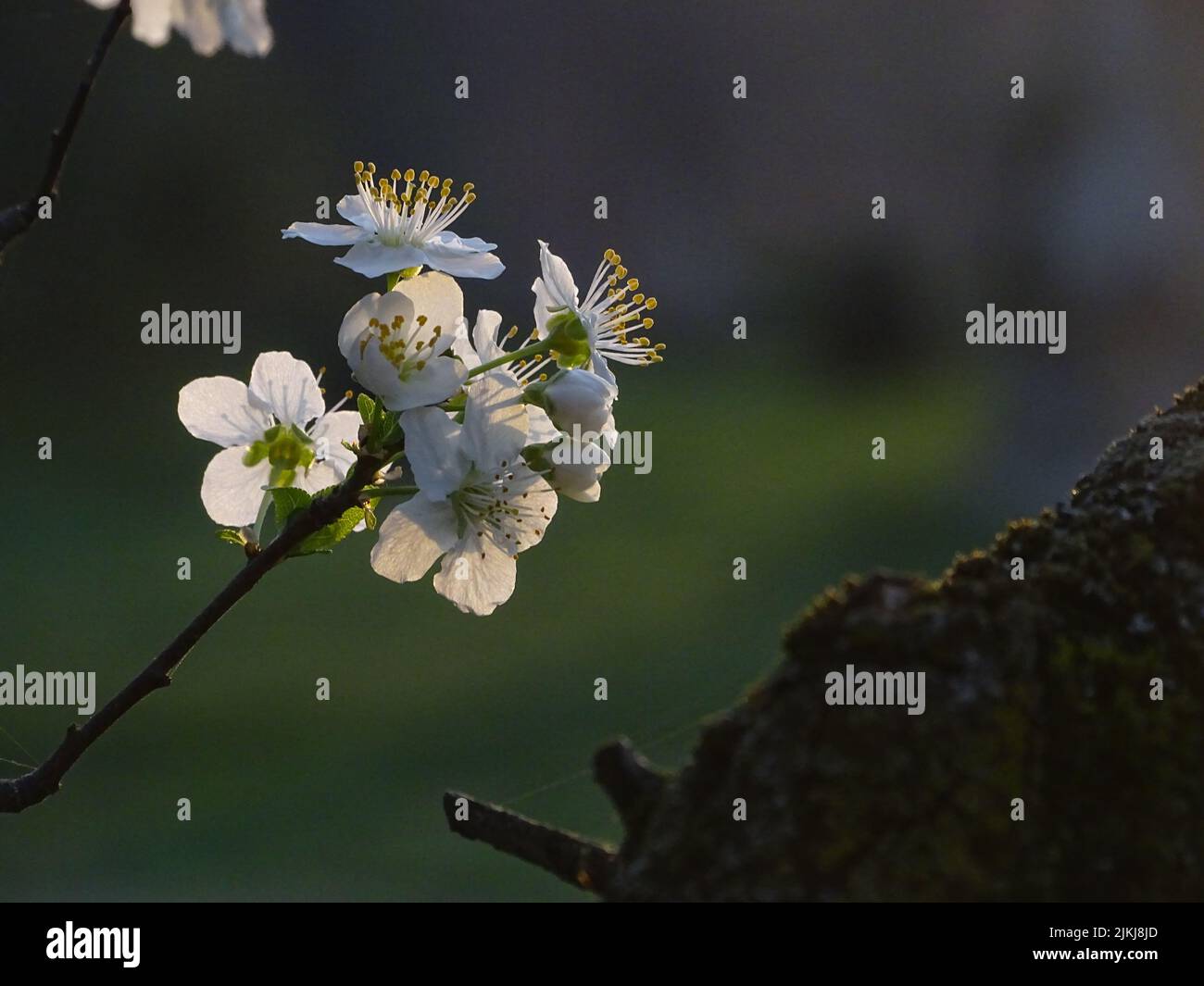 A Shallow focus of a blooming tree branch with a small white flowers ...