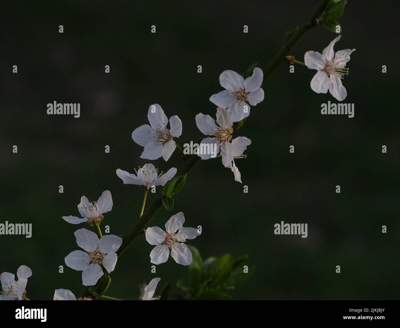 A Shallow focus of a blooming tree branch with a small white flowers ...
