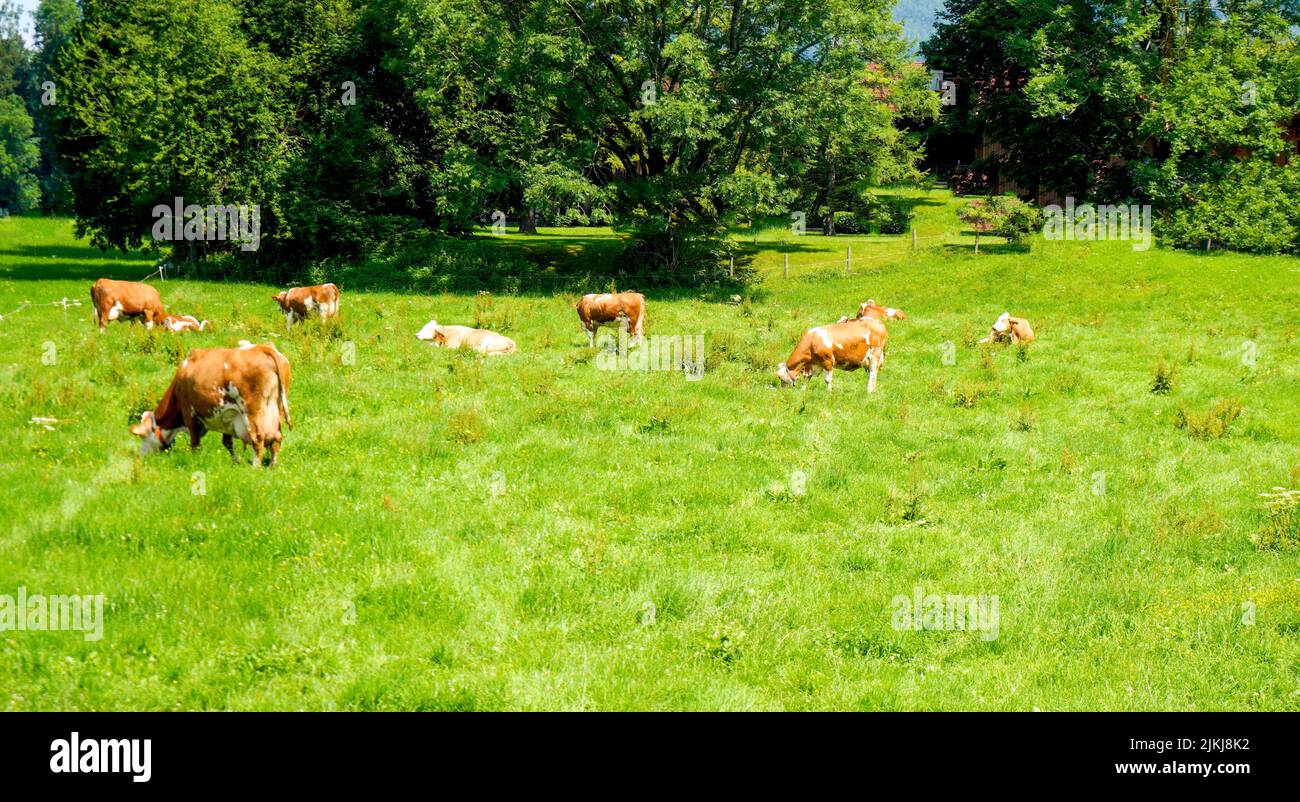 Beautiful shot two cows hi-res stock photography and images - Alamy