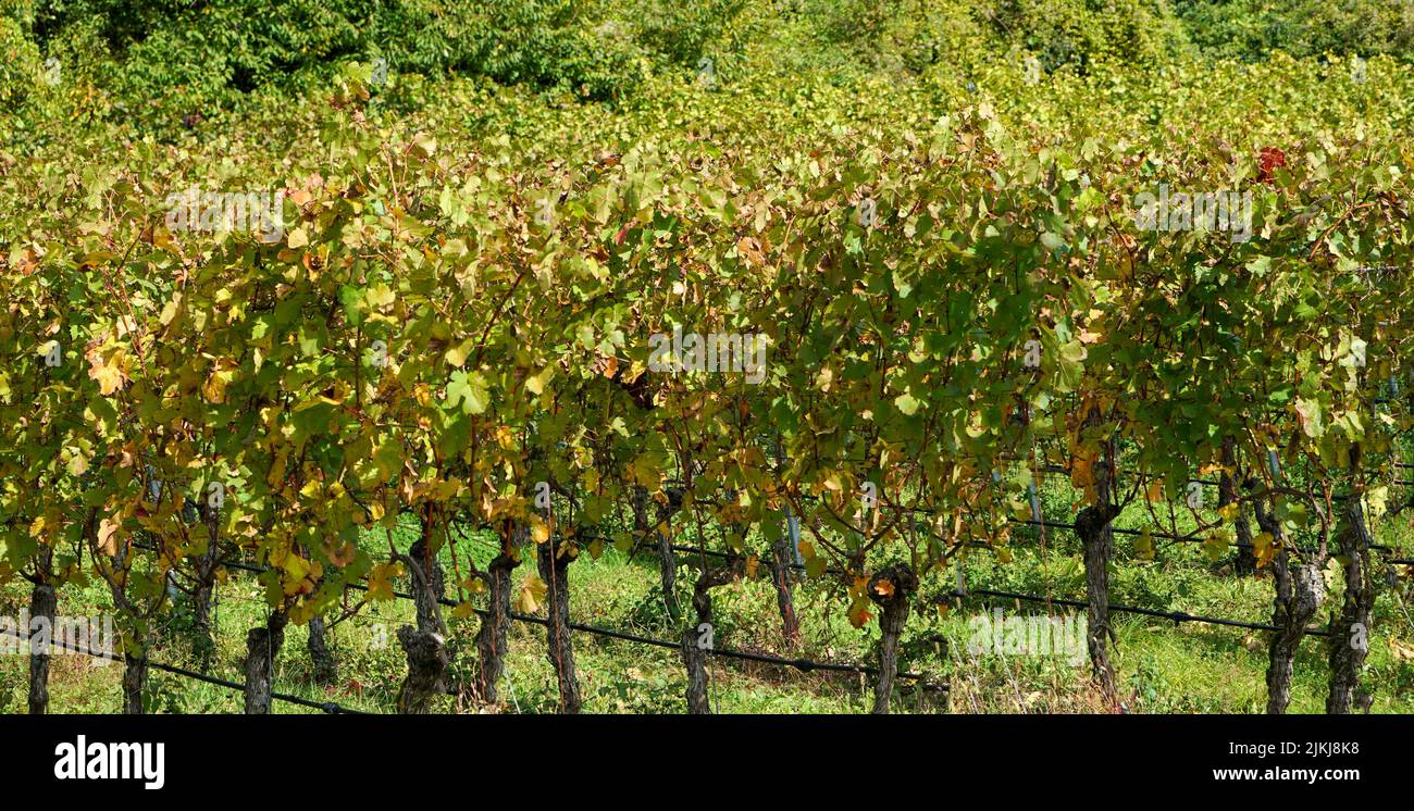 Row autumn trees on hi-res stock photography and images - Alamy