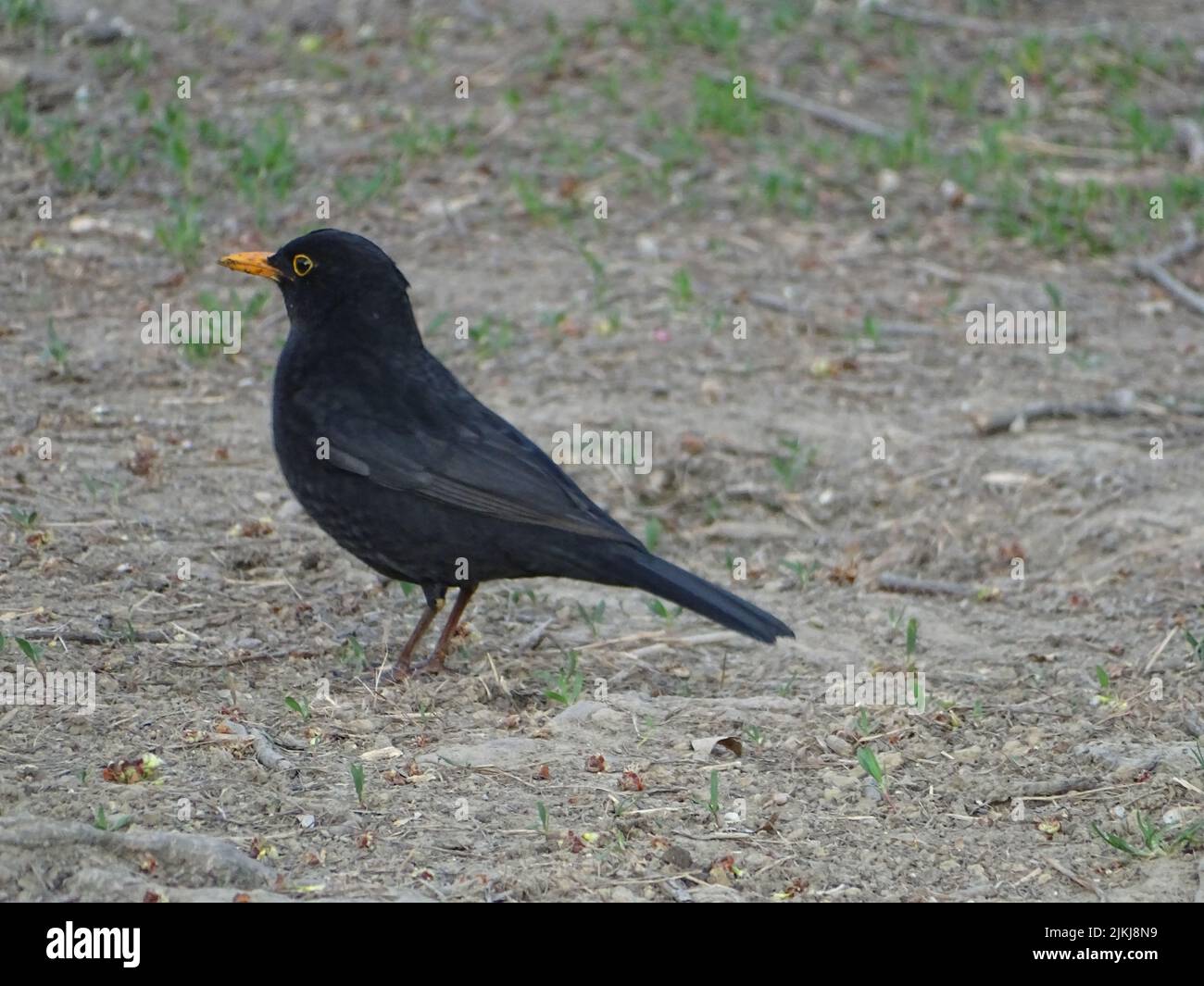 A beautiful shot of a common blackbird standing on the garden ground ...