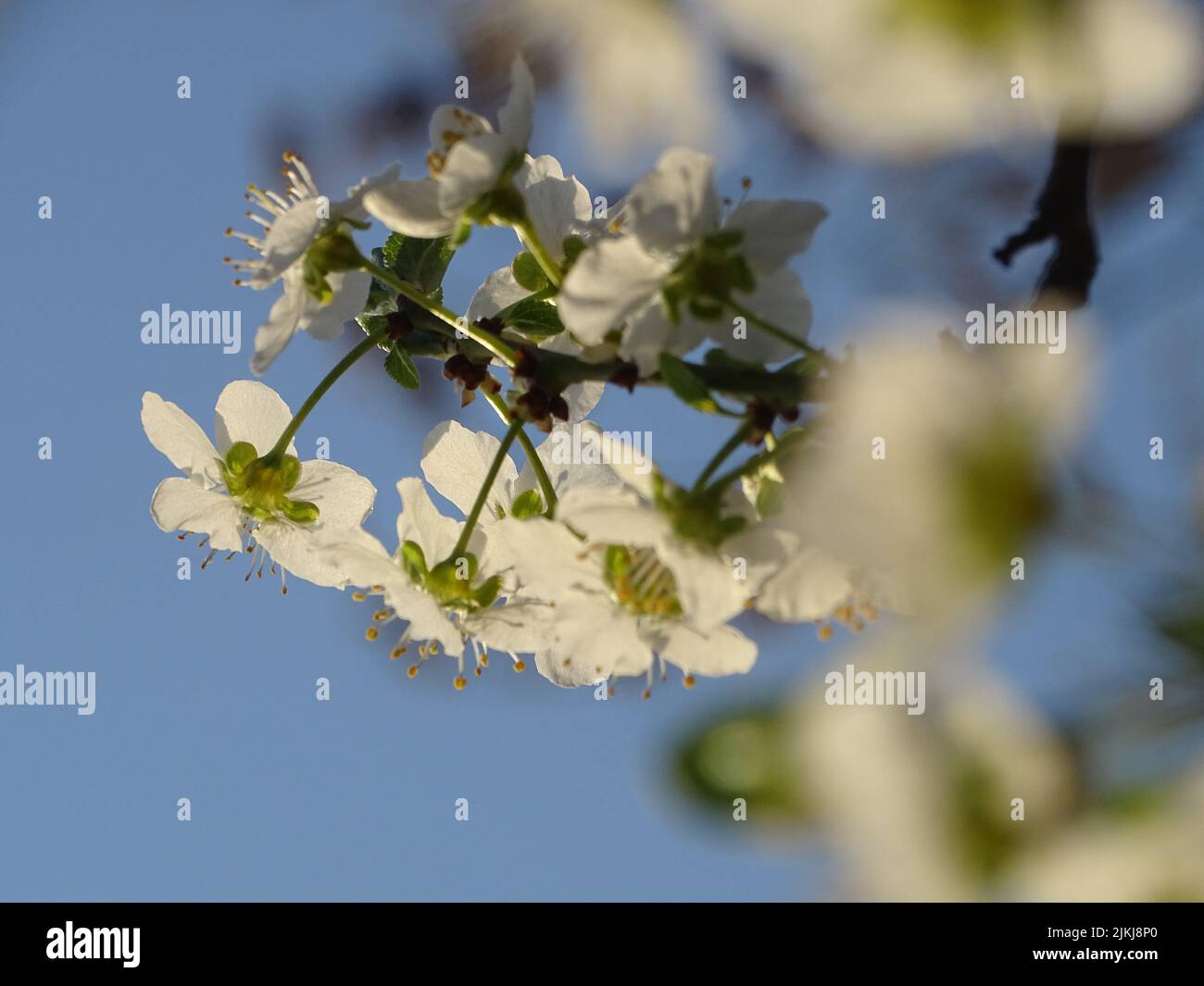 A Shallow focus of a blooming tree branch with a small white flowers ...