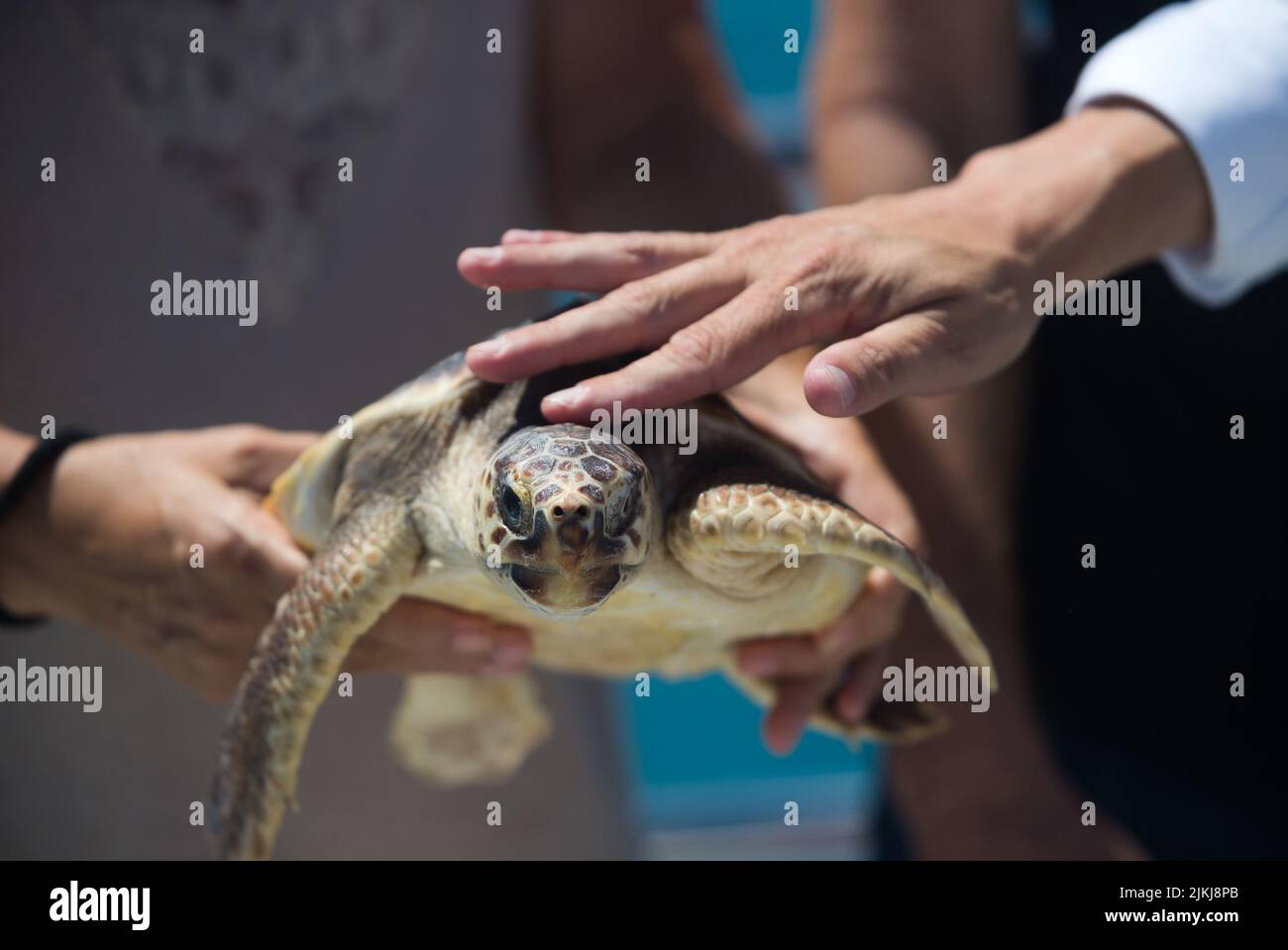 Malaga, Spain. 02nd Aug, 2022. A Caretta caretta tortoise, which was ...