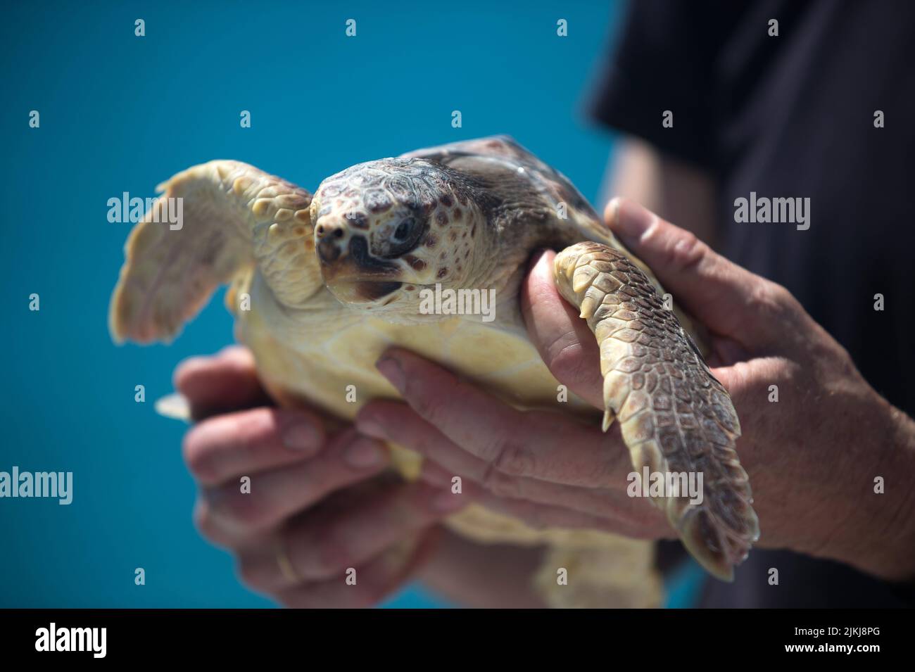 Malaga, Spain. 02nd Aug, 2022. A Caretta caretta tortoise, which was ...