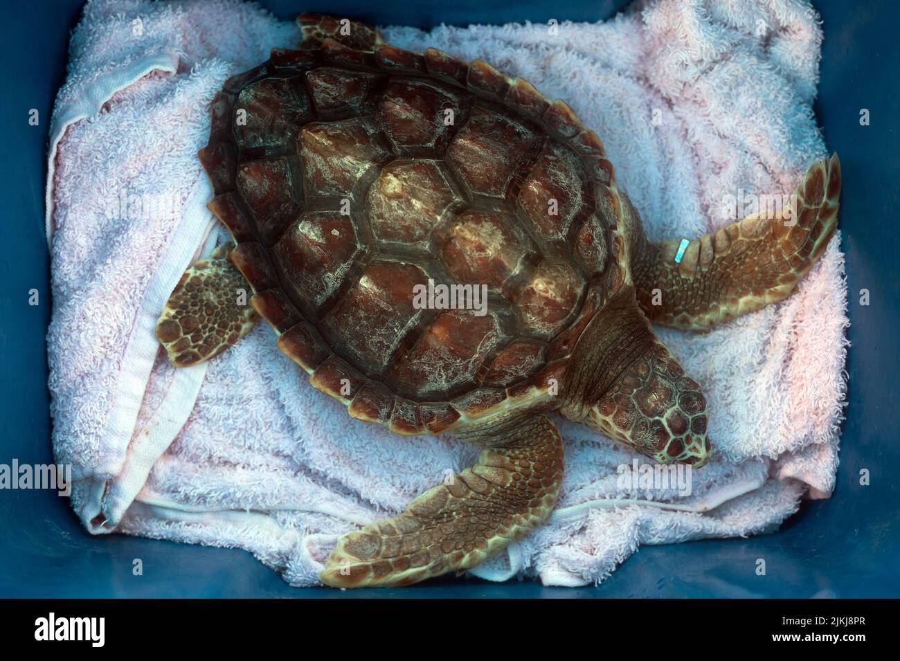 Malaga, Spain. 02nd Aug, 2022. A Caretta caretta tortoise, which was ...