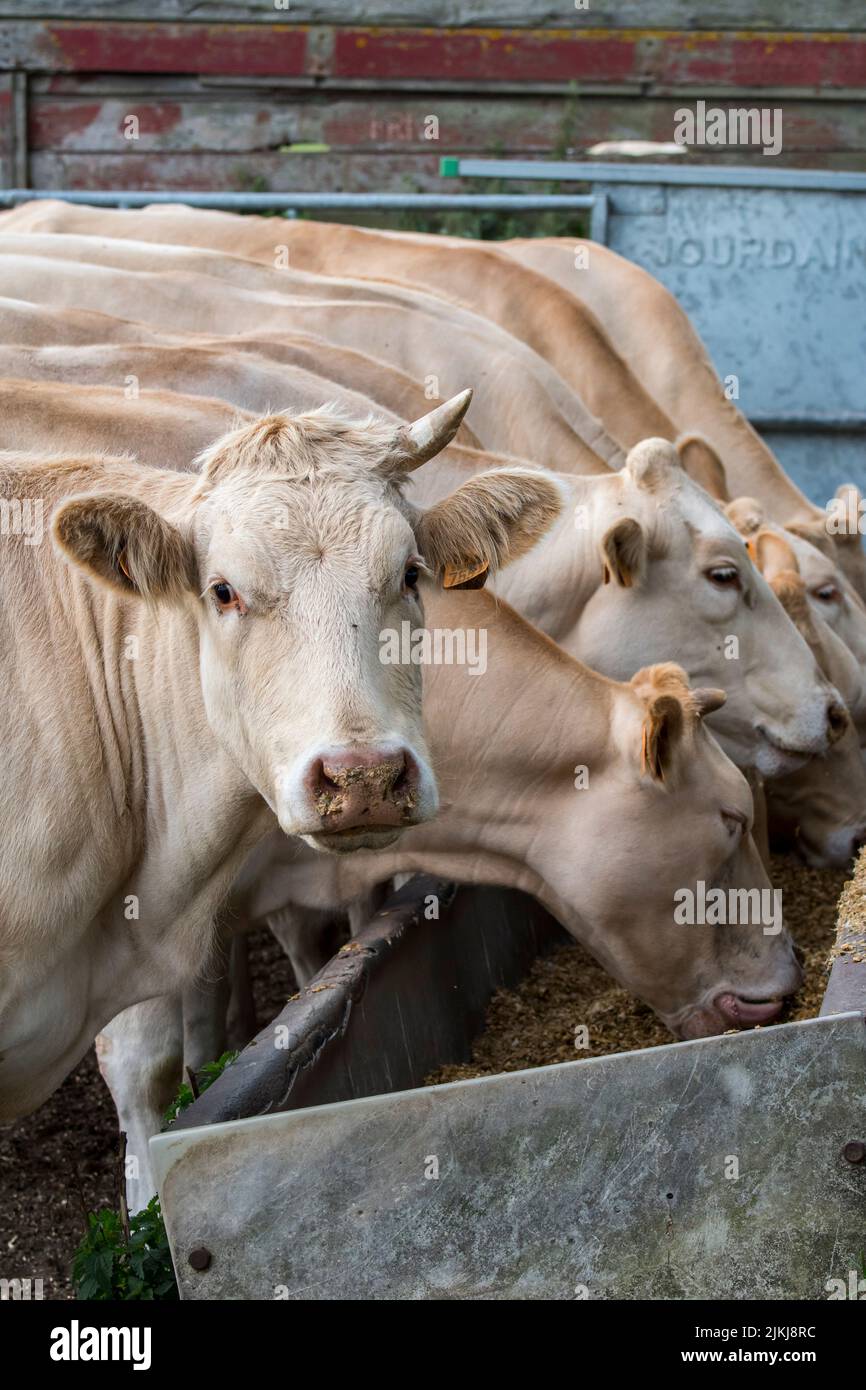 Herd of white Charolais cows, French breed of taurine beef cattle ...
