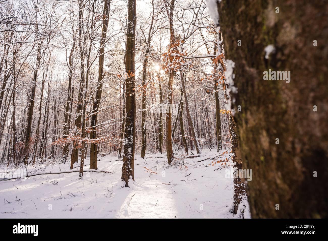 Feldberg germany winter forest hi-res stock photography and images - Alamy