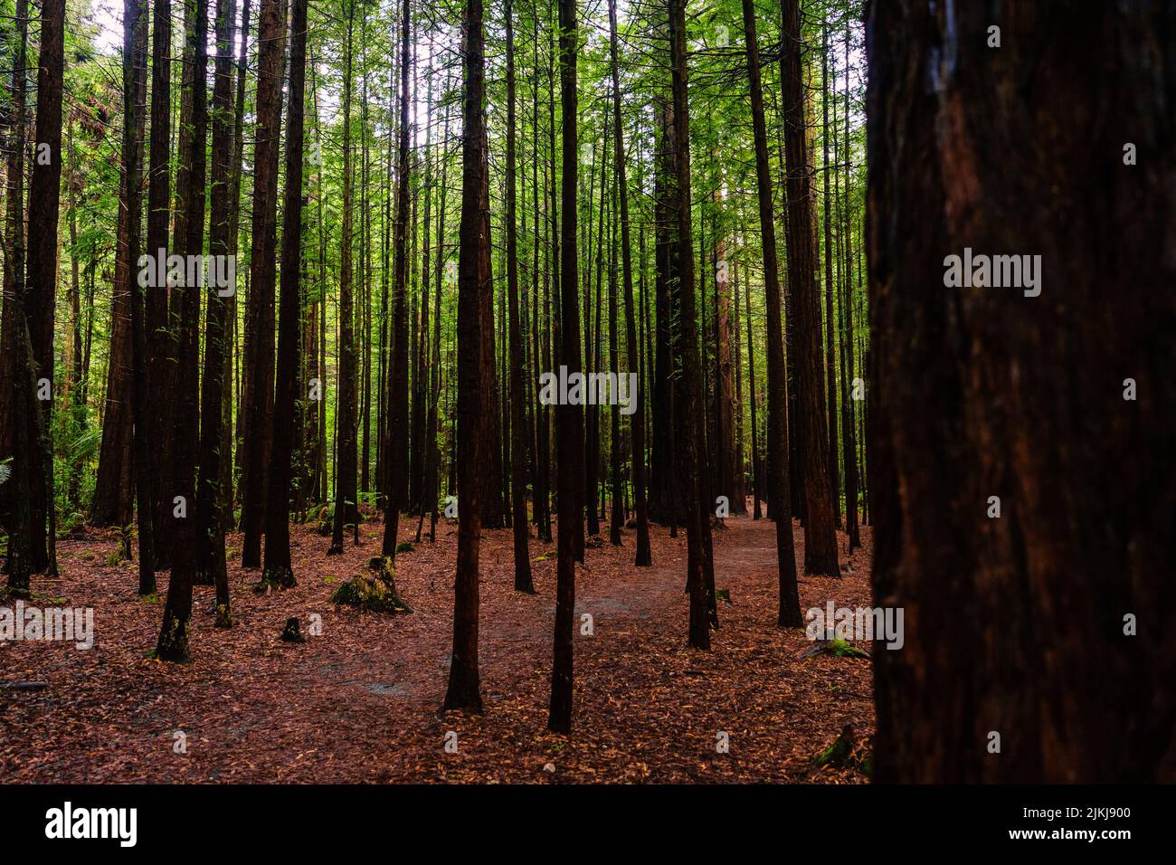 A beautiful view of high trees in Whakarewarewa Forest, in Rotorua, New ...