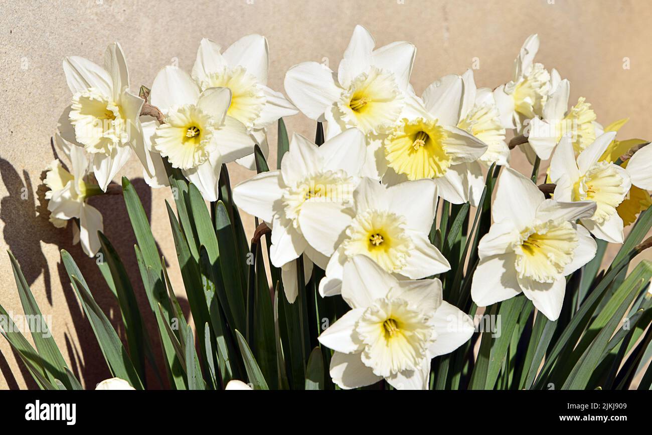A beautiful view of bunch-flowered daffodils blooming in home garden ...