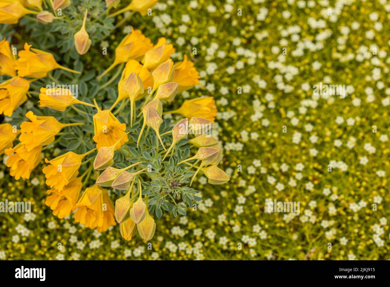 Prolific Tropaeolum polyphyllum, yellow lark's heels, interesting ...