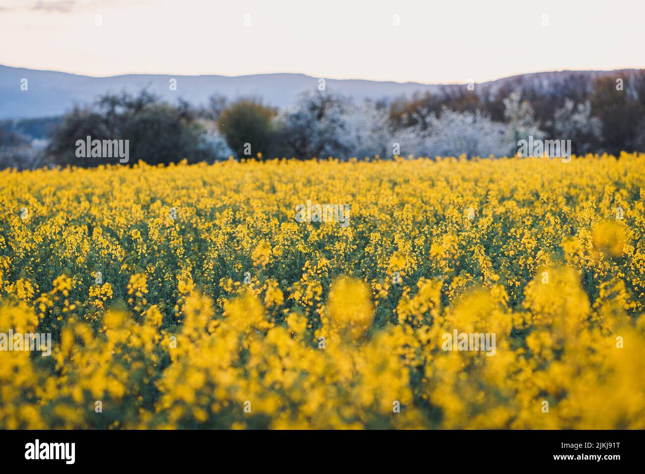 A closeup shot of rapeseed plants in the field against dusk sky at ...