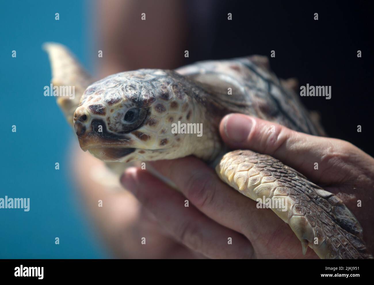 Malaga, Spain. 02nd Aug, 2022. A Caretta caretta tortoise, which was ...