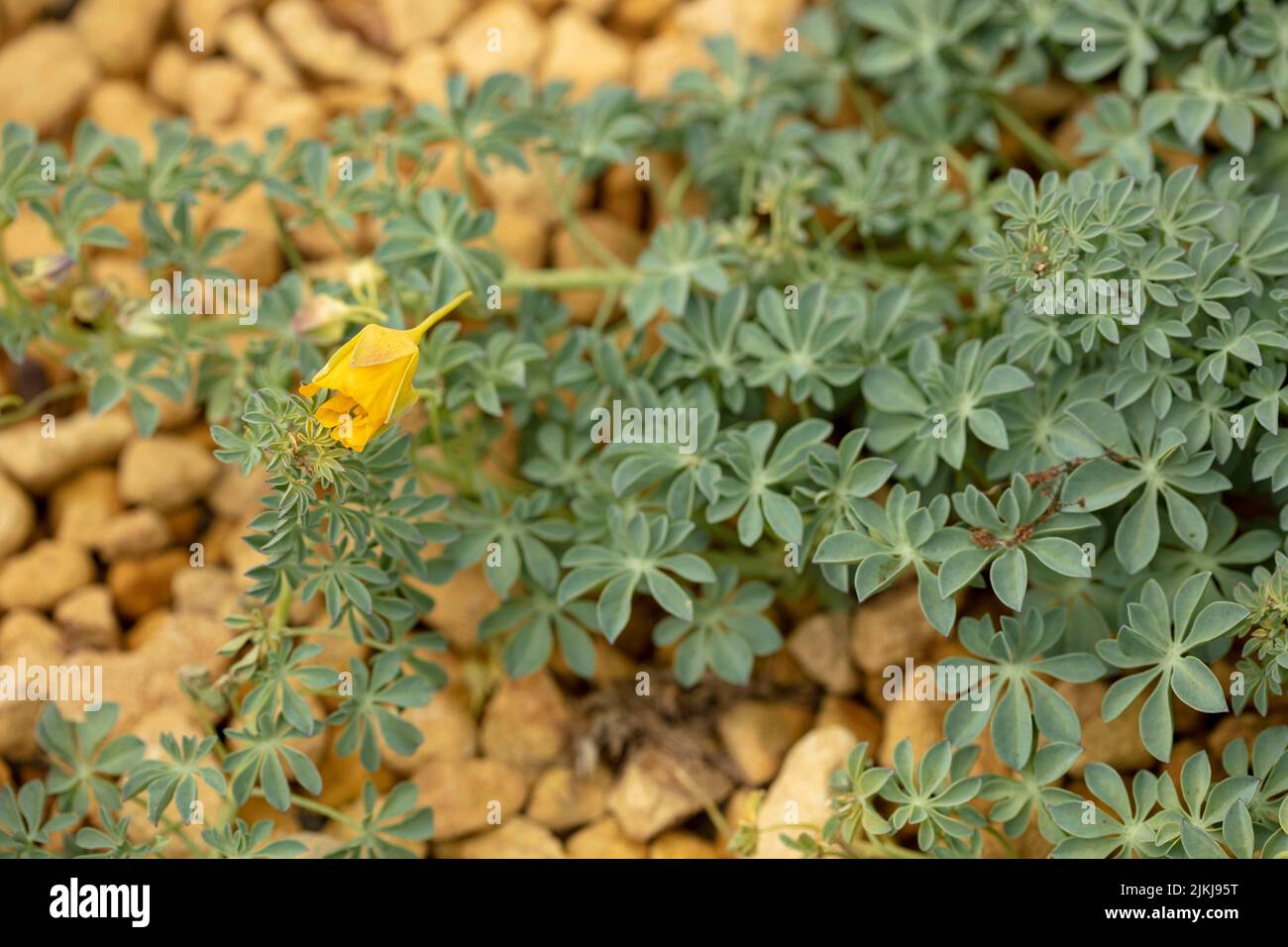 Prolific Tropaeolum polyphyllum, yellow lark's heels, interesting ...