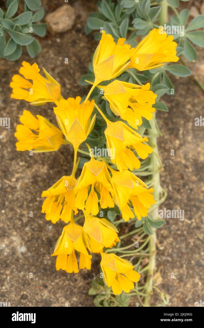 Prolific Tropaeolum polyphyllum, yellow lark's heels, interesting ...