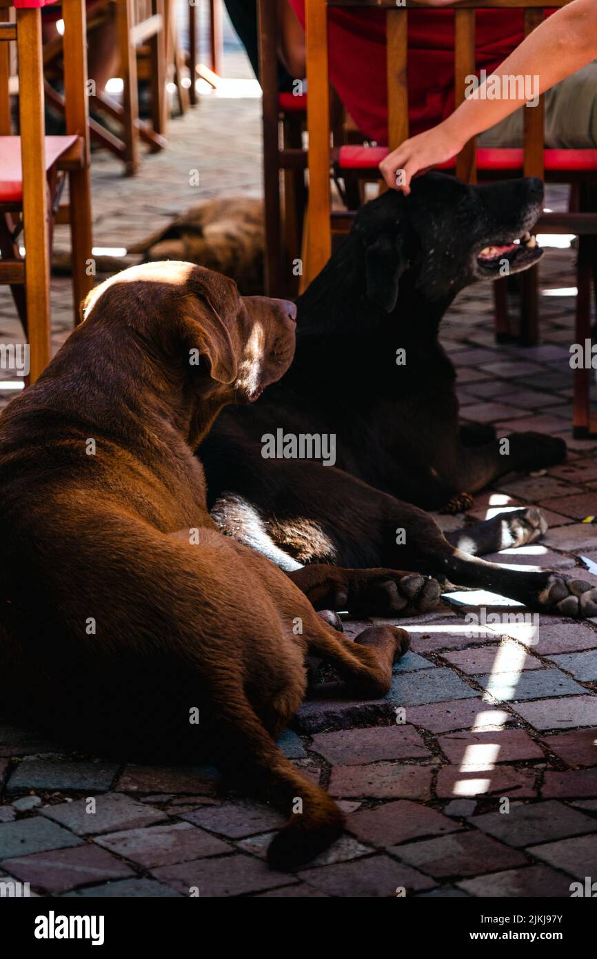 A vertical shot of adult dogs lying on pavement surface outdoors Stock ...