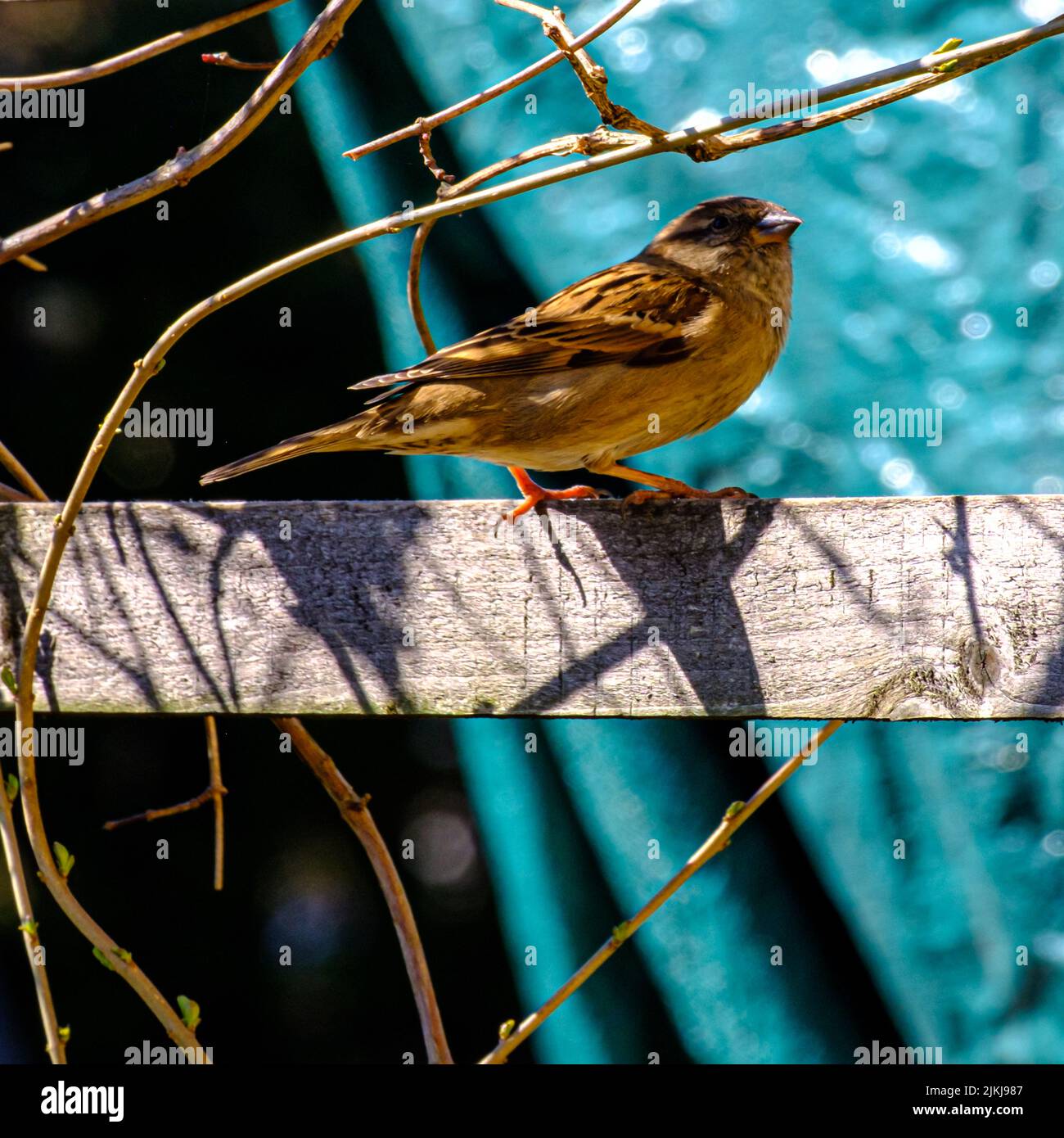 A vertical closeup shot of an Old World sparrow standing on a timber ...