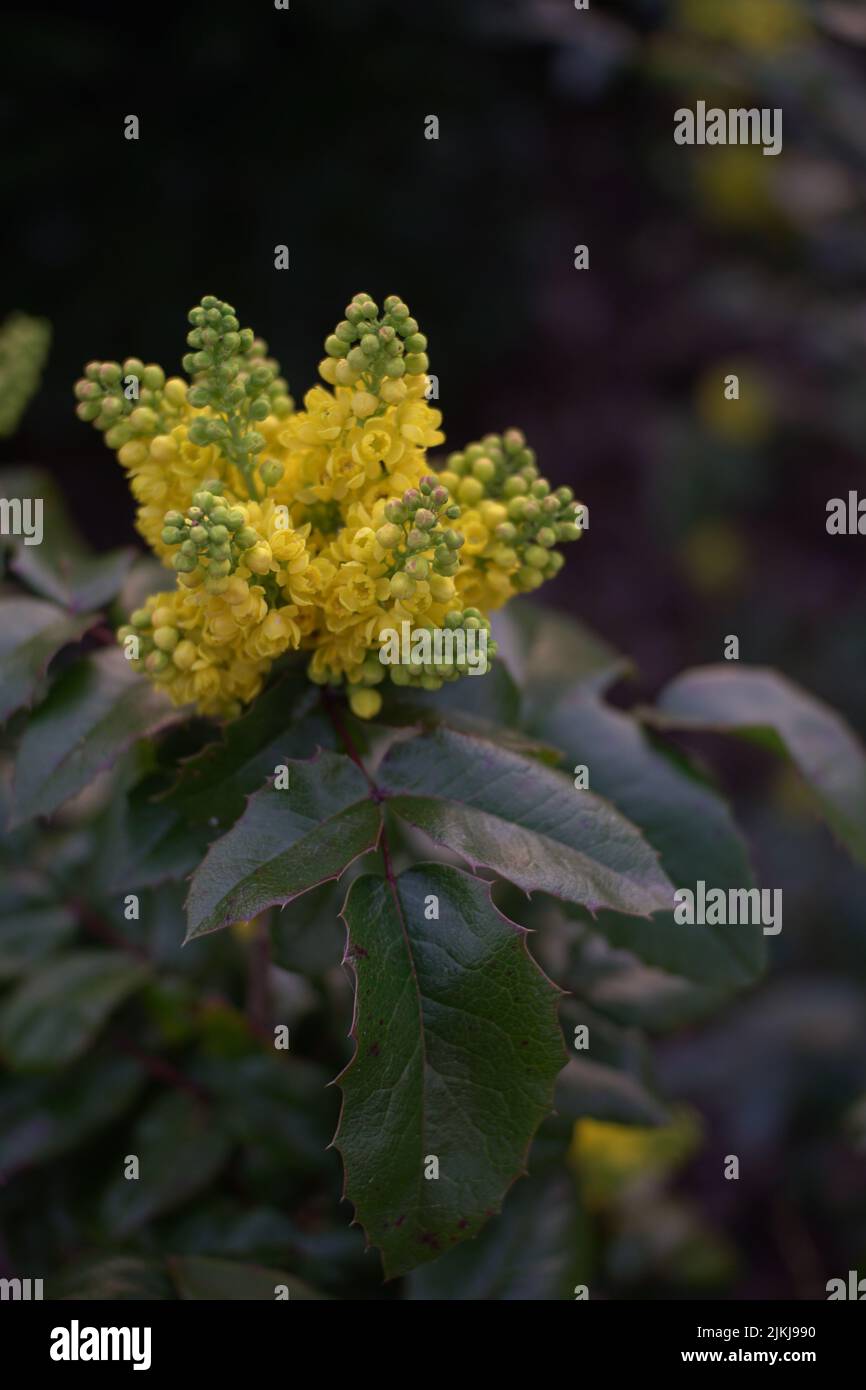 A vertical closeup shot of an Oregon Grape (Mahonia aquifolium) plant ...