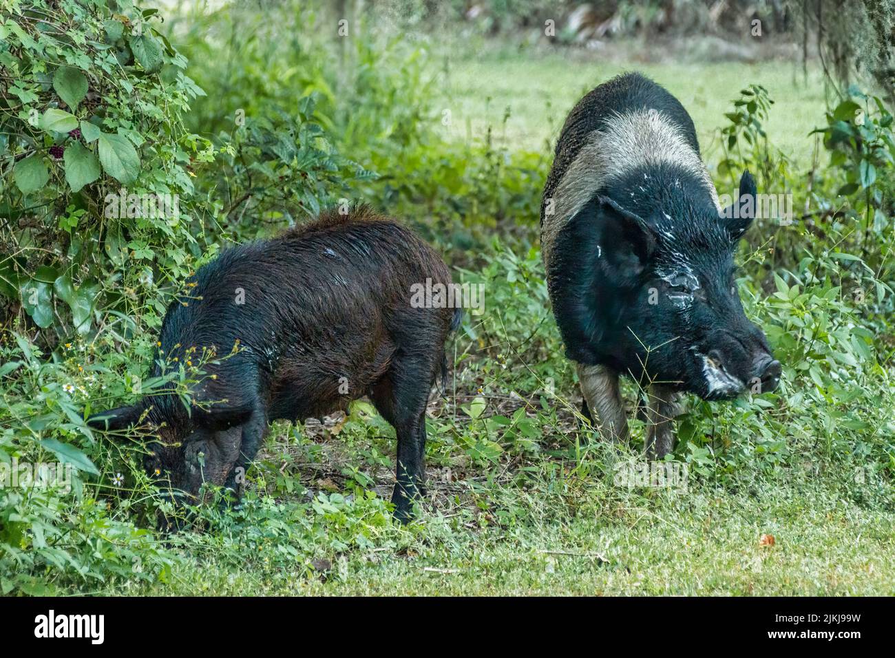 Two Wild pig parent and young piglet at Reserve near Lakeland, Florida ...