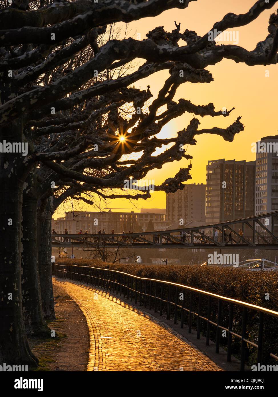 A beautiful shot of a walkway by big leafless trees in the park against ...