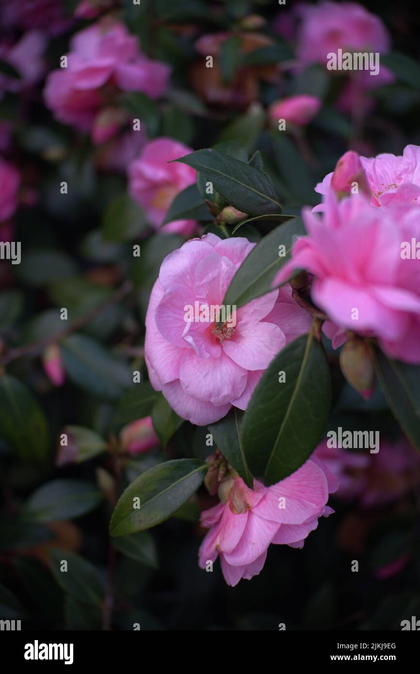 A vertical closeup shot of pink camellias blooming on a blurry ...